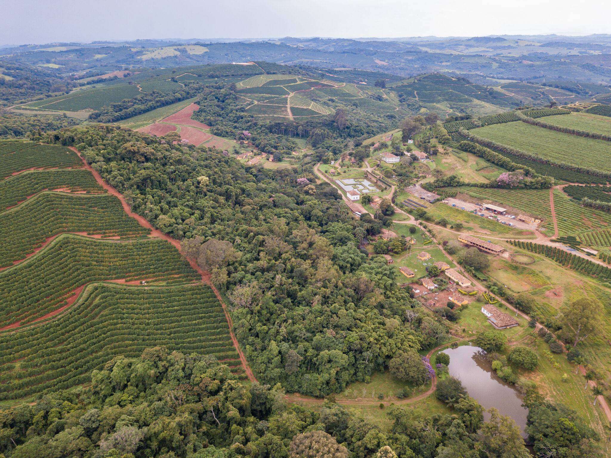 From Cerrado to Cup: Understanding Brazil's Unique Coffee - Agrisapien ...